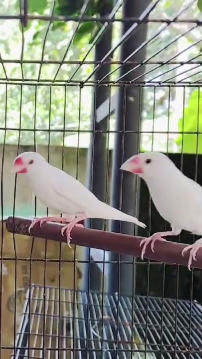 White Java finches - YouTube
