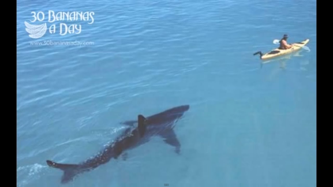 Shark attack caught on camera Shark attacks small boat re: Real or fake ...