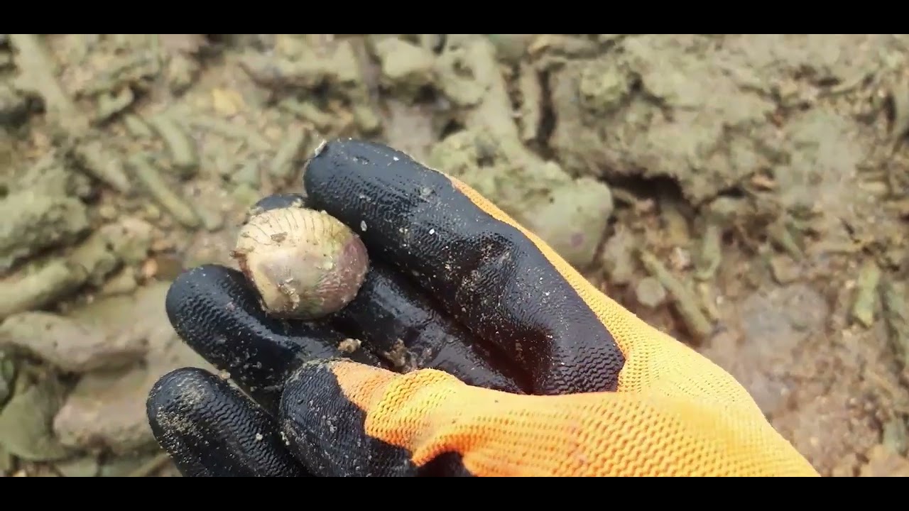 Looking for and finding shellfish, snails and other marine life ‼️ The ...