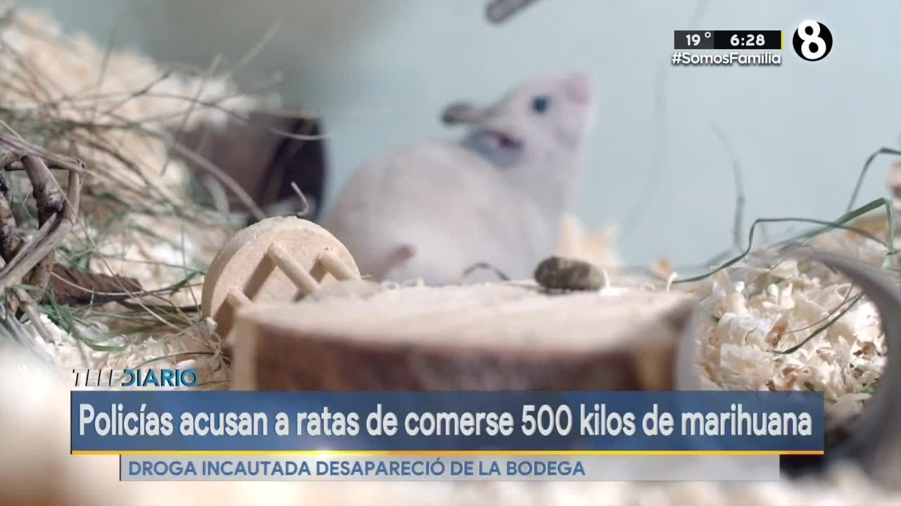 Rata drogadicta, policía la acuso de comerse media tonelada de ...