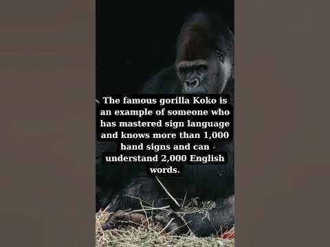 The smartest animals in the world are orangutans and gorillas ...