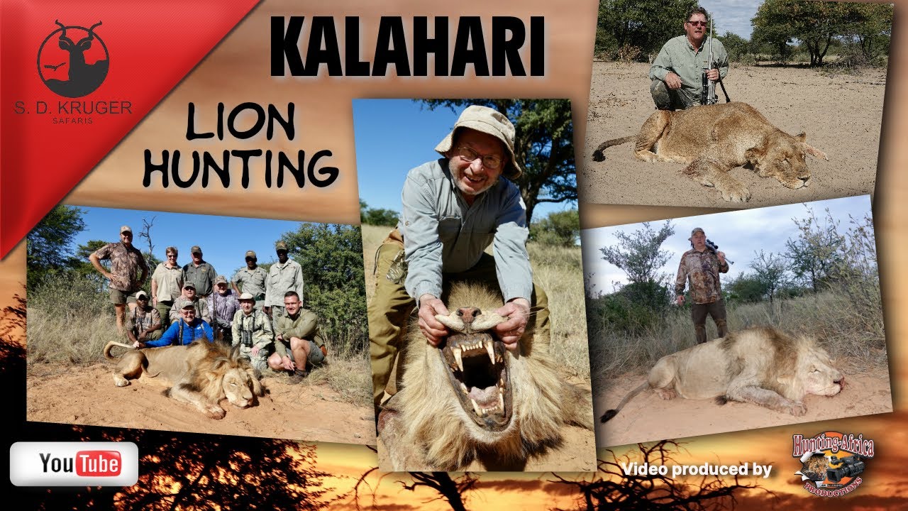 Kalahari Lion hunting safari - YouTube