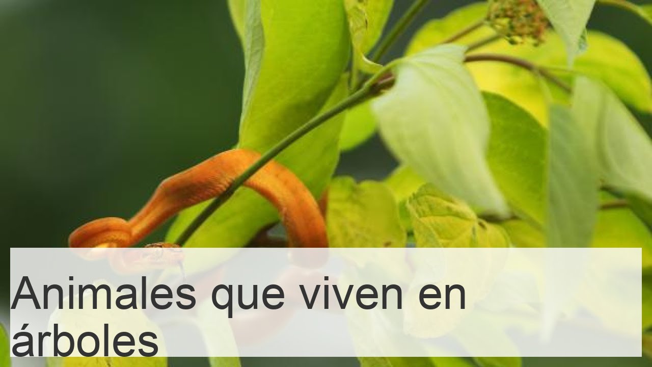 30 Animales que viven en árboles - Características y curiosidades (con ...
