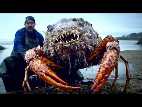 15 Most Dangerous Crustaceans In The World - YouTube