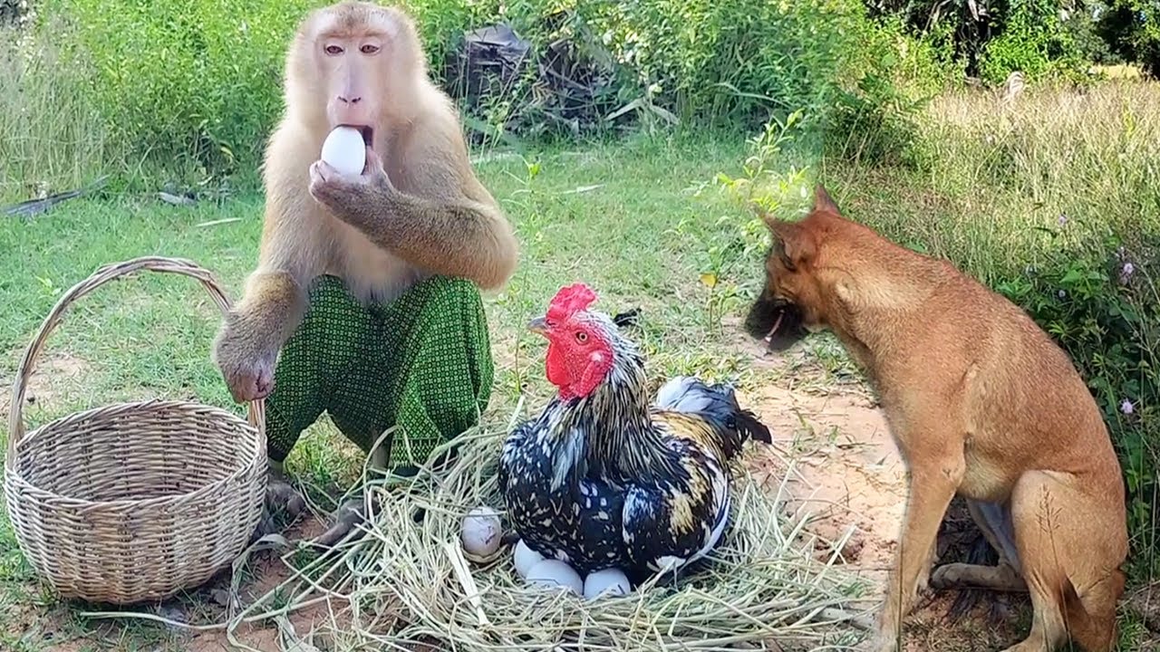 Don't Eating Like This, Smart Persuade Cos Egg - YouTube