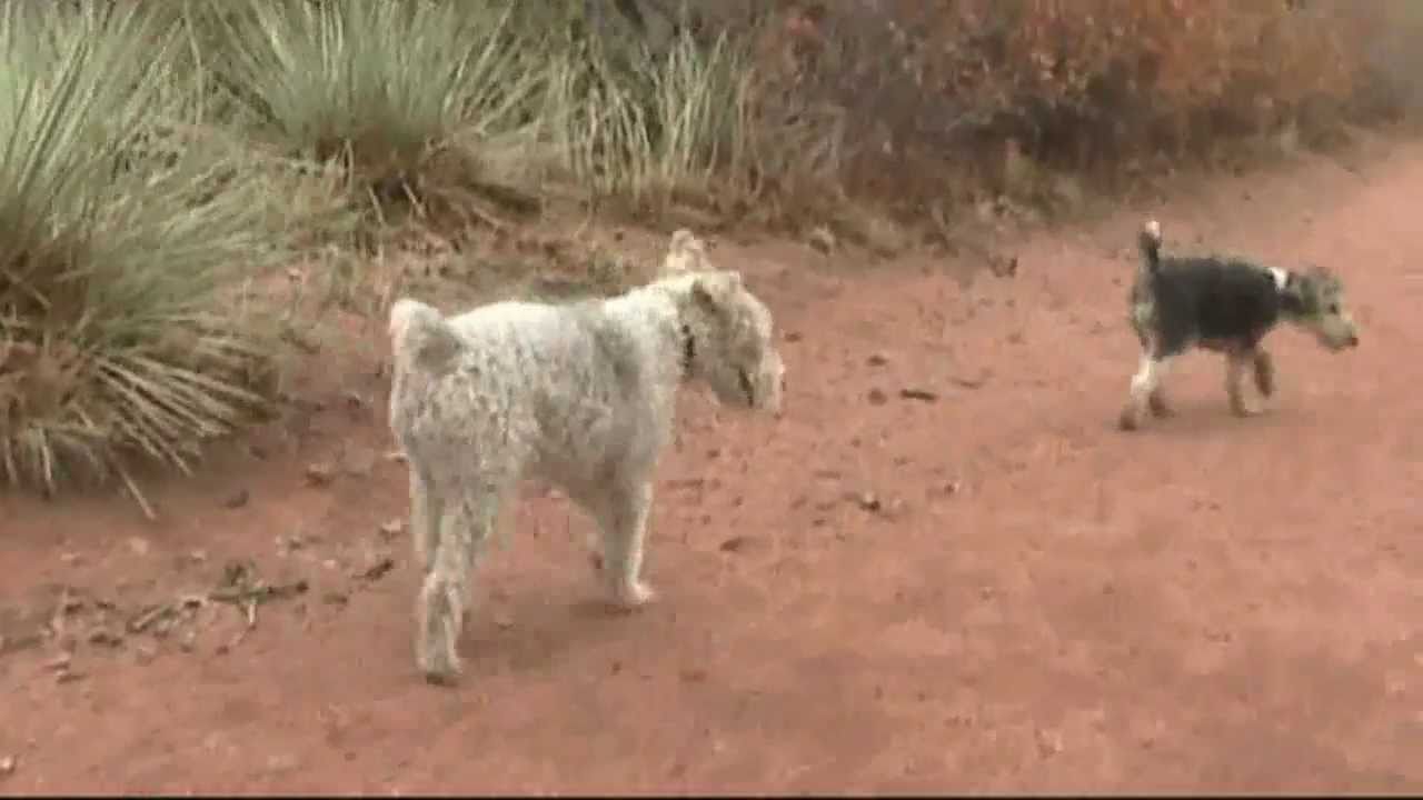 Wire Haired Fox Terrier Puppy - YouTube