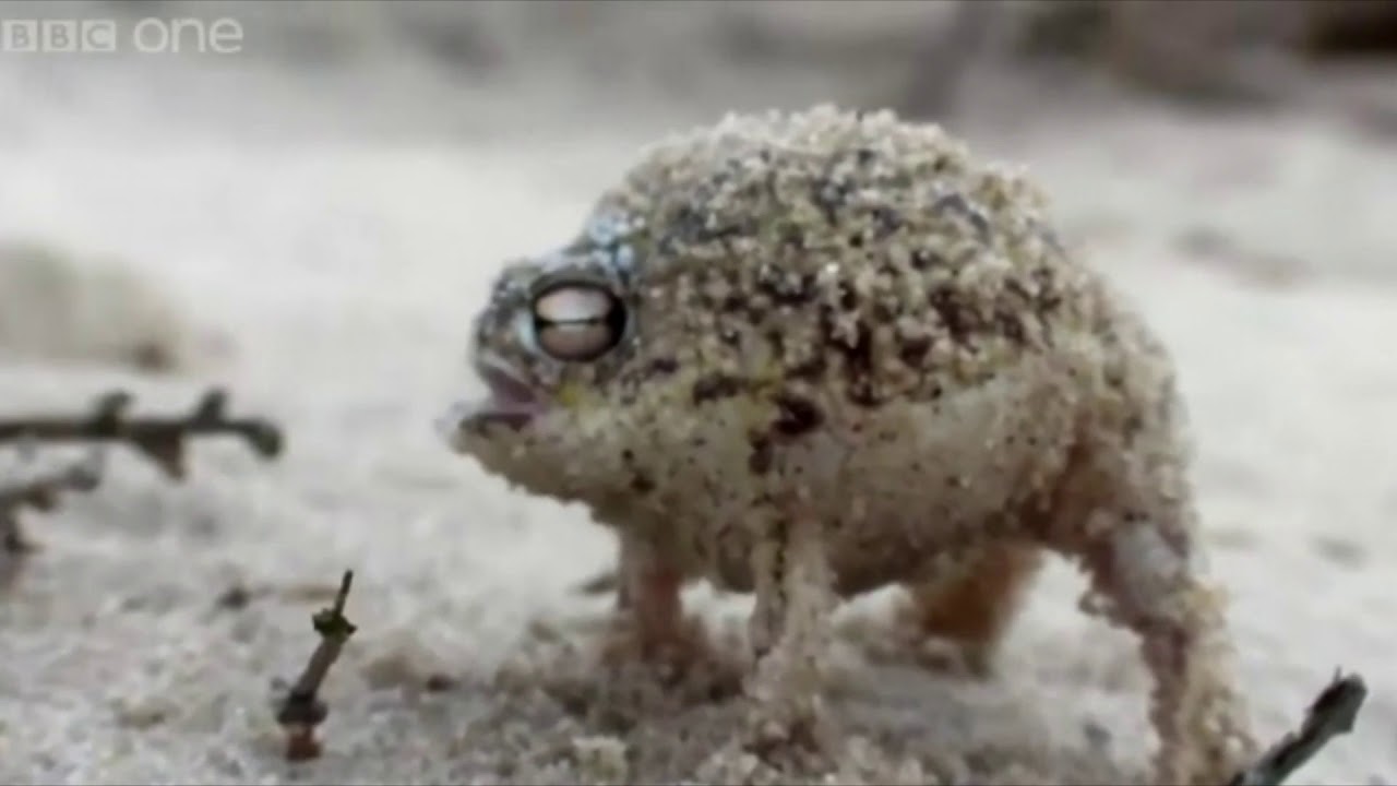 Frog documentary - sound of silence - YouTube