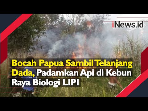 Video Bocah Papua Sambil Telanjang Dada, Padamkan Api di Kebun Raya Biologi LIPI