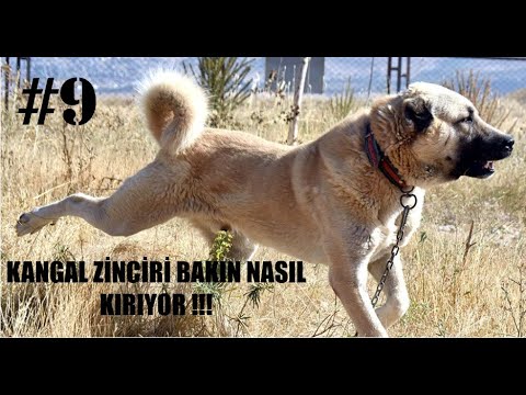 TİKTOK KÖPEK VİDEOLARI (HIRÇIN KANGALLAR !!) #9