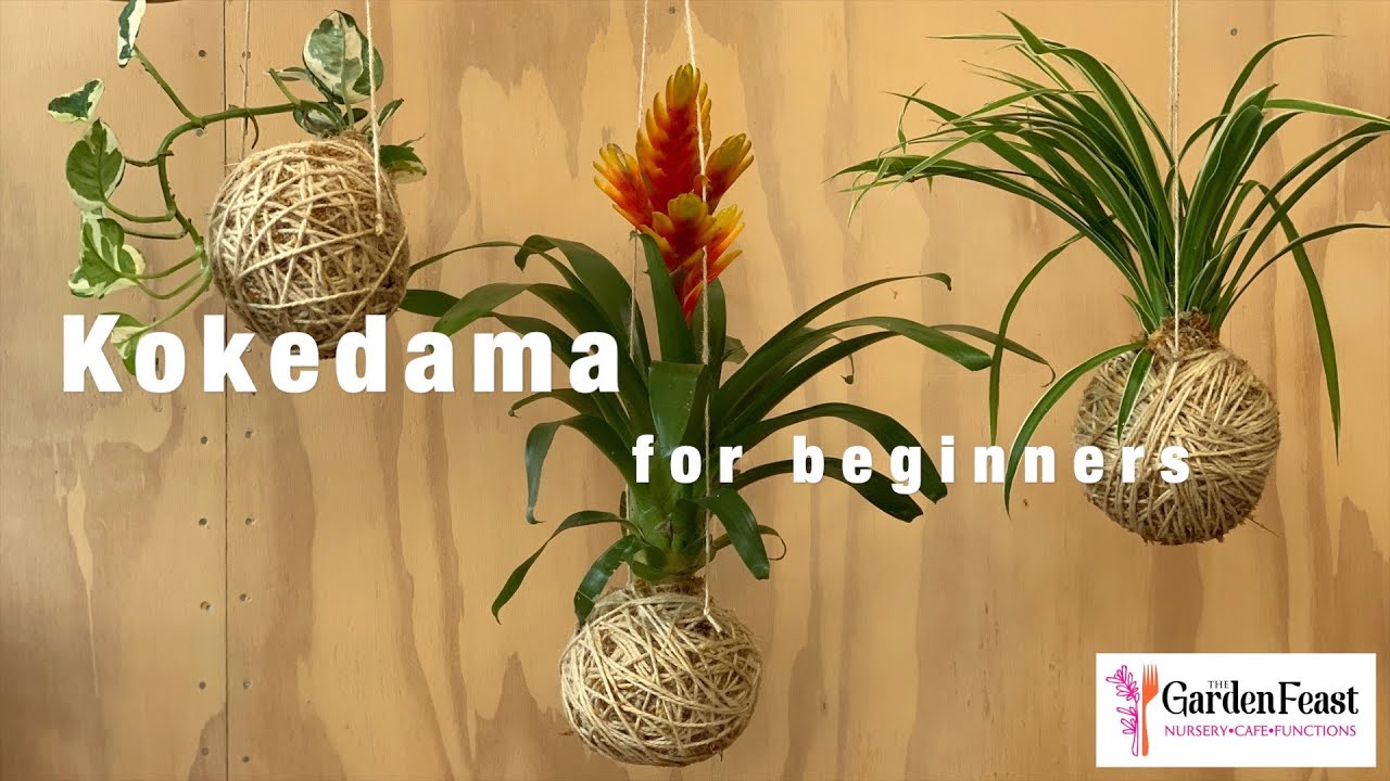 Kokedama for Beginners - YouTube