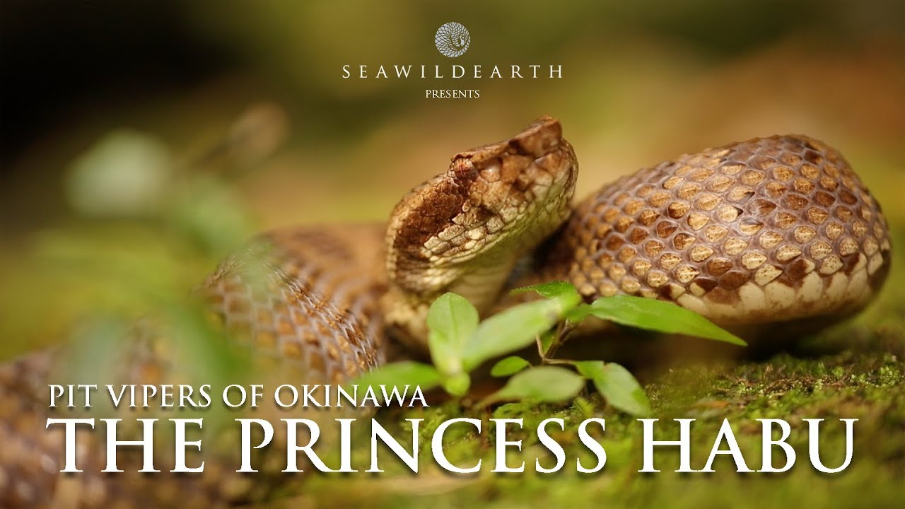 Dangerous Snakes of Okinawa - The Princess Habu - YouTube