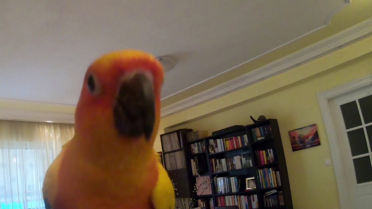 My Sun Conure Dancing with Herself - YouTube