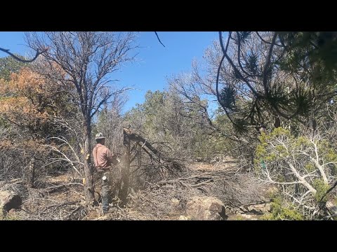 Thinning Dead pinyion with Ms400c and Straight shot muffler - YouTube