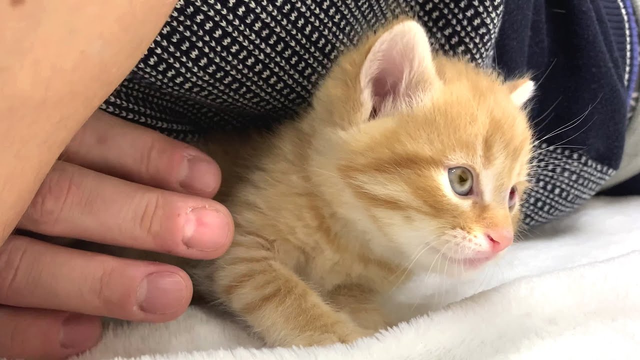 How a little ginger kitten spends his day - YouTube