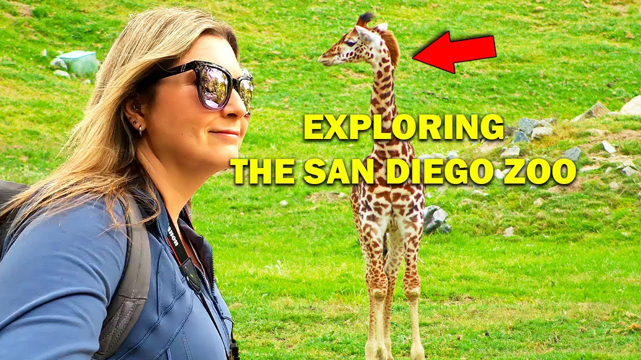 Travel and Explore San Diego Zoo WALKTHROUGH 4K - YouTube