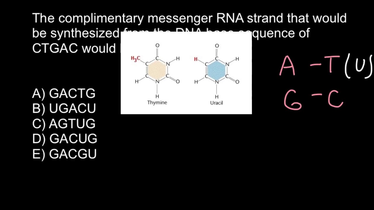 Simple genetics problem - YouTube