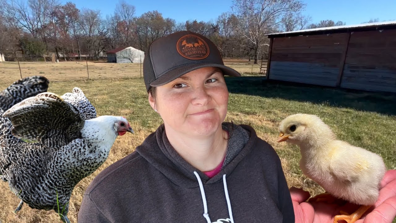 Raising Rare Chickens | Silver Death Layers & American Bresse - YouTube