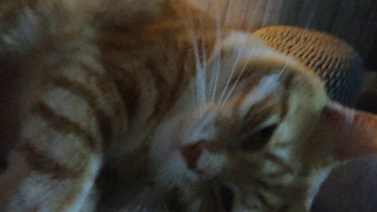 Chat marrant aux calme 😂🙀 - YouTube