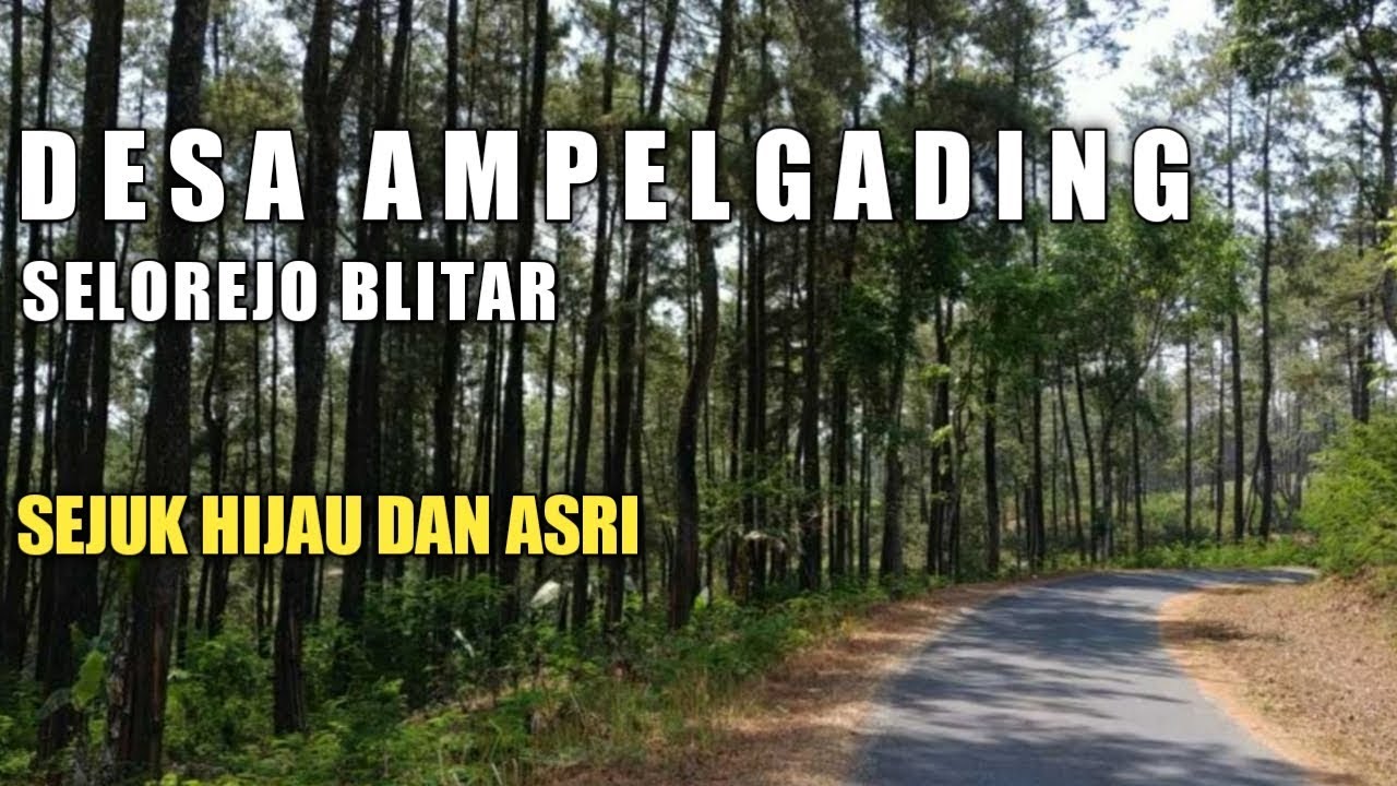 Ampelgading Selorejo Blitar | Hutan Pinus - YouTube