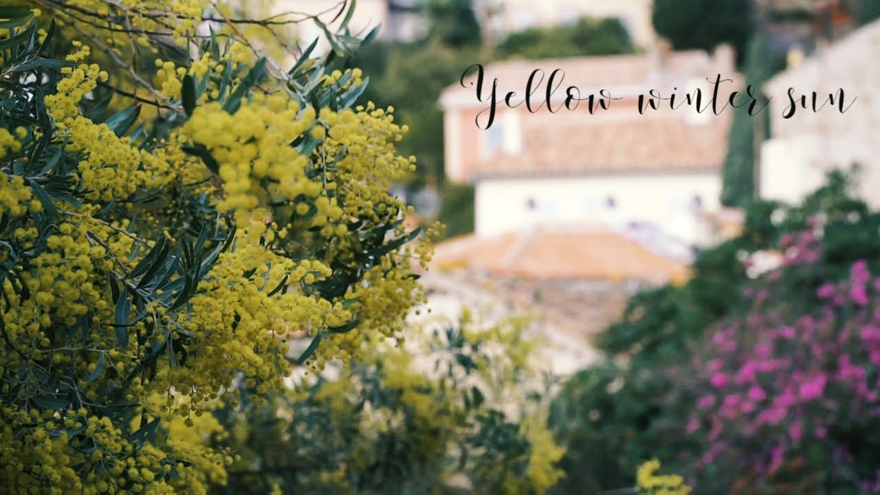 End of Winter| Mimosa and sunsets (Bormes-les-Mimosas and Nice) - YouTube