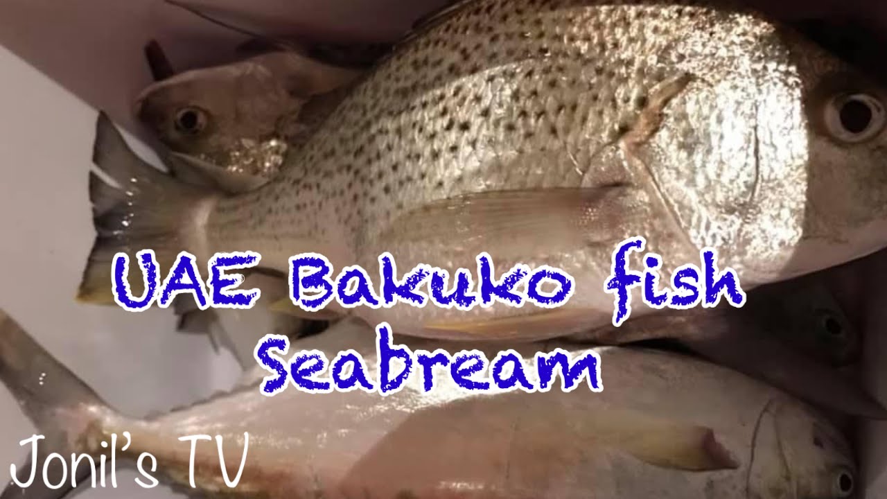 UAE Bakuko fish Seabream strike - YouTube
