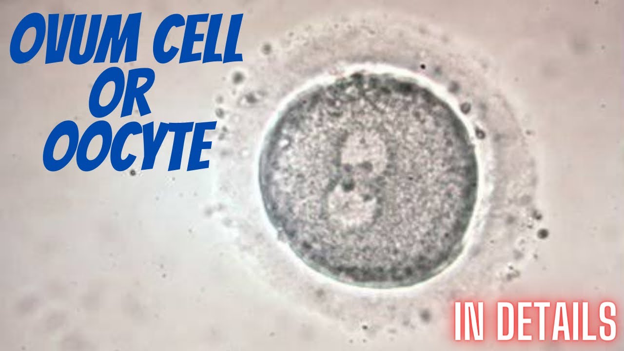 Ovum cell or Oocyte in details. Cytology part 74. - YouTube