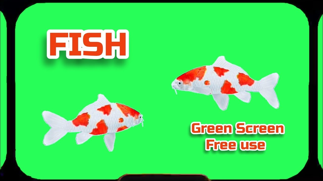 FISH video animation GREEN SCREEN. Chromakey FOOTAGE. - YouTube