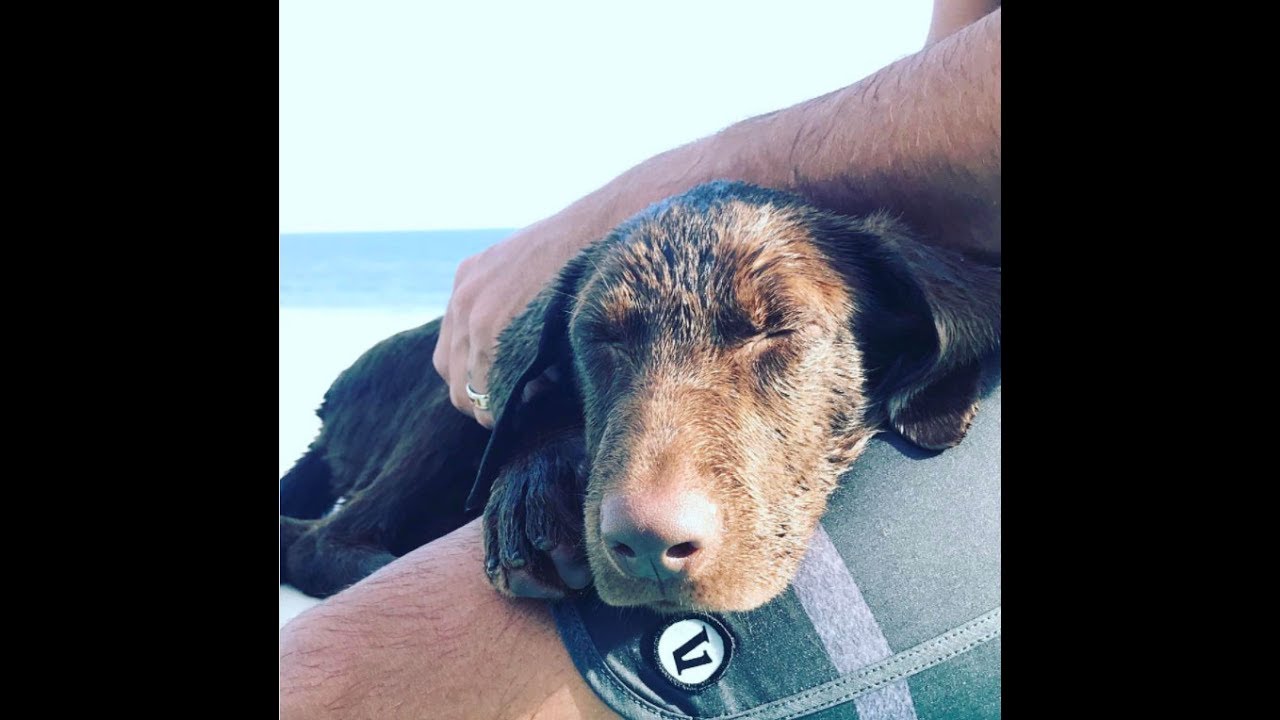 Cuteness Overload! See Luke Bryan’s Darling New Puppy, Choc | Southern ...
