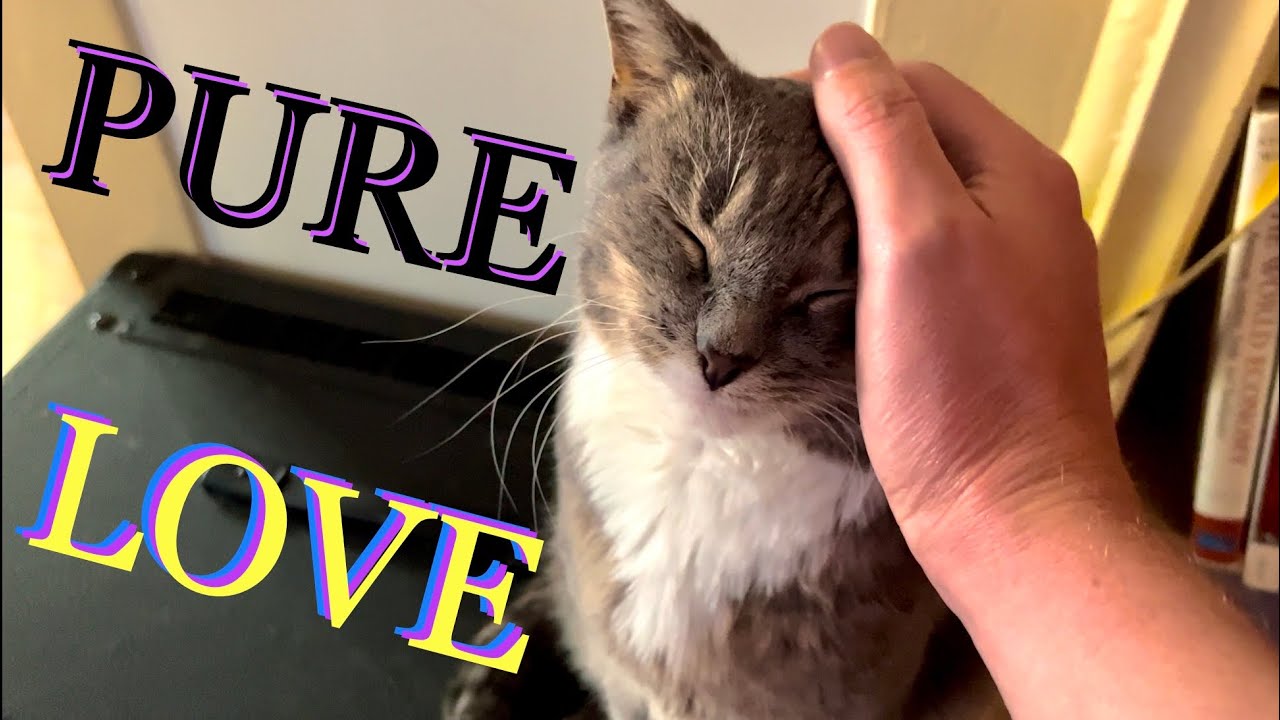 Sweet Little Cat Soaks Up Some Love - YouTube