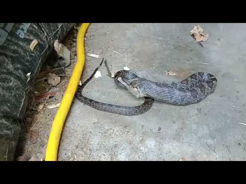~Snake Warning~ Eastern Rat Snake Eating a Mouse. - YouTube