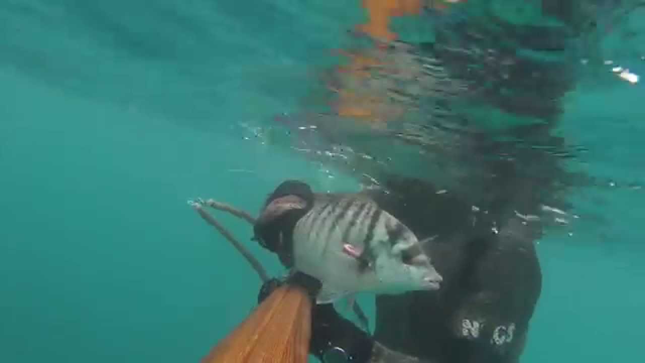 pescasub: pizzutone... by Angelo Nuzzo - YouTube