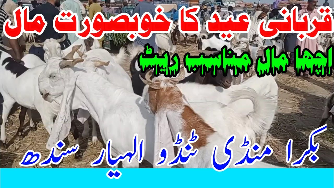 Bakra Mandi Tando Tando Al-Hiyar Bakra Eid 2023 Today Latest Update y16 ...