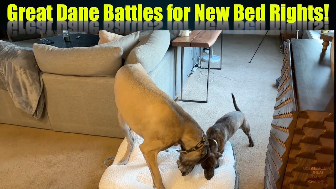 Great Dane Battles for New Bed Rights! - YouTube