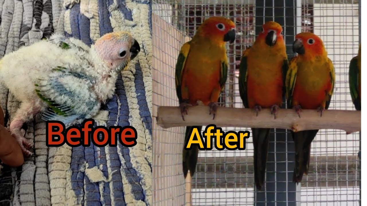#treatment #birds Splayed Leg Treatment for all Birds / Simple Tips for ...