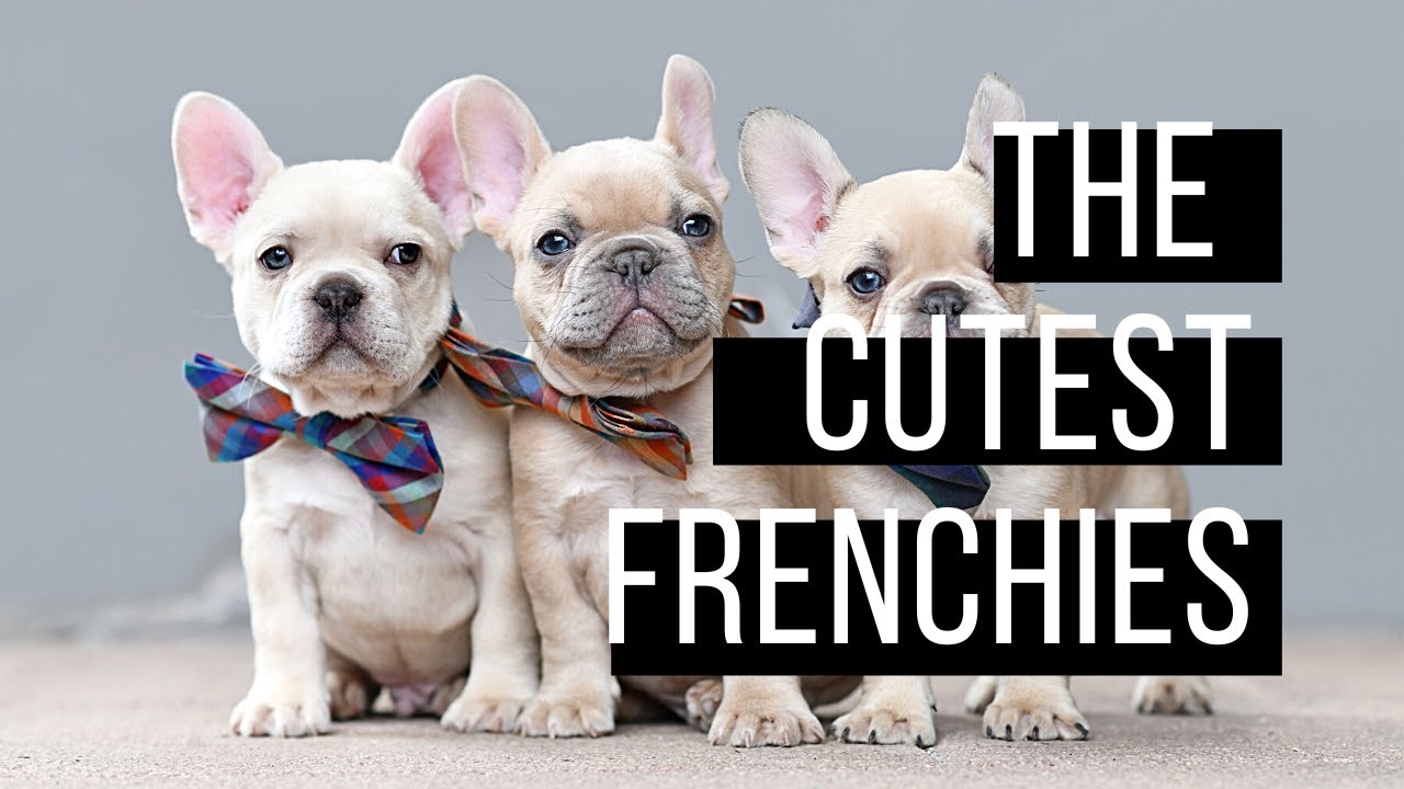 The Cutest Frenchies #1 | French Bulldog Compilation - YouTube