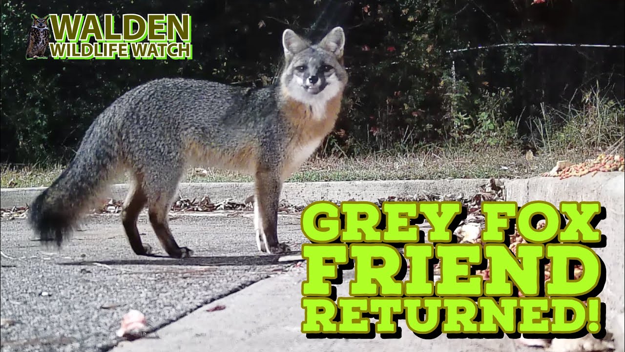 Elusive #GreyFox friend returned—and got some pecan pie crust treats! 🦊 ...