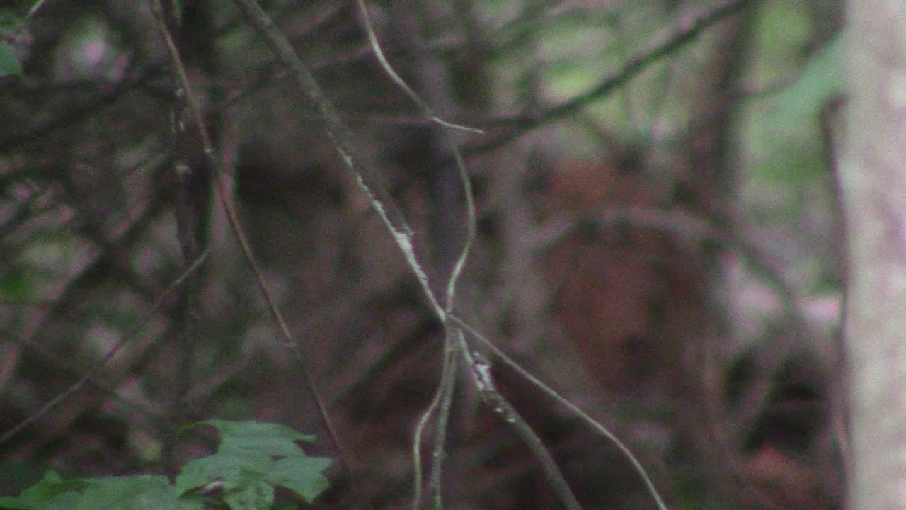 A Red Bigfoot Was Here Today 7-1-18 - YouTube