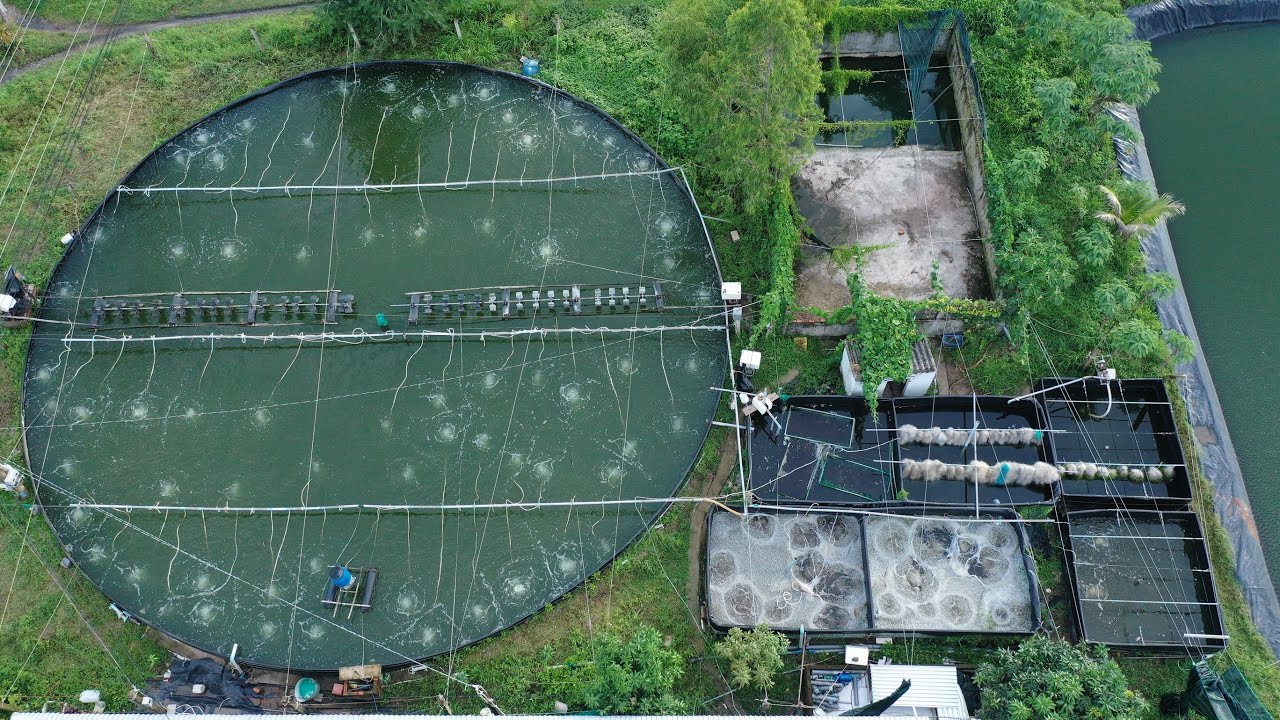 RAS for sustainable shrimp farming in Mekong Delta | Ứng dụng công nghệ ...