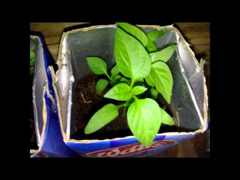 germinacion de locote o morron - YouTube