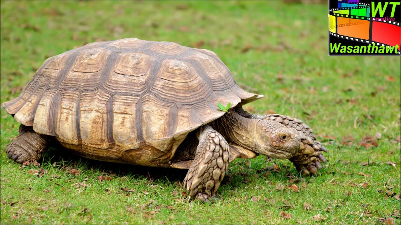 animals single තනිව ගැවසෙන සතුන් - YouTube