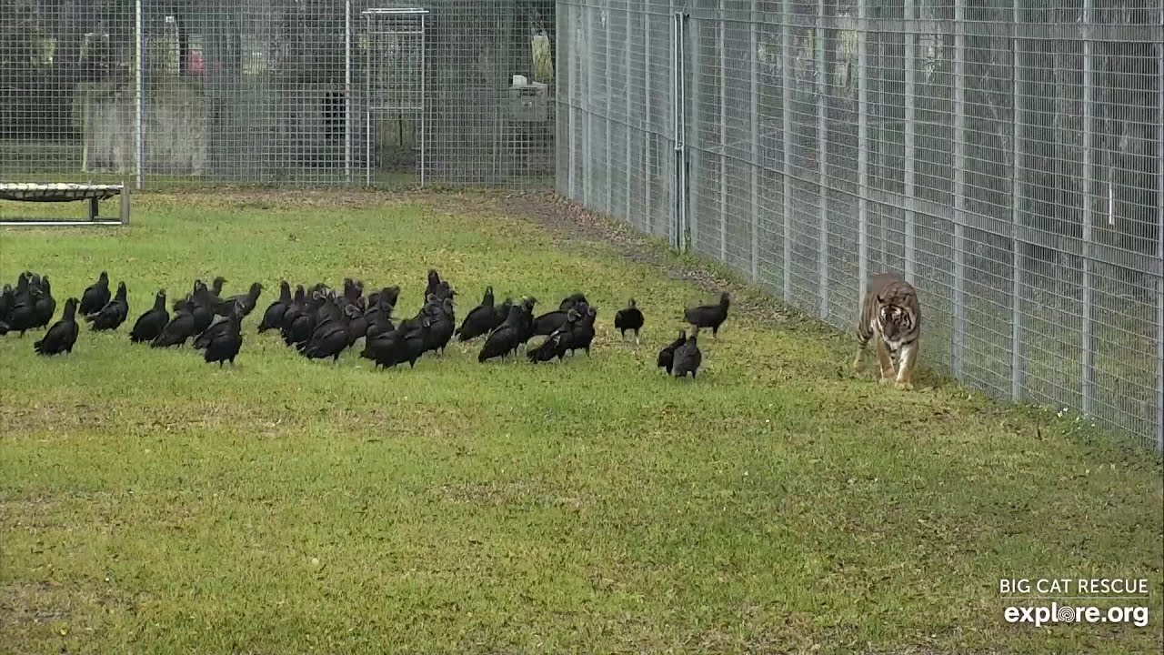 The Following. Amanda tiger at Big Cat Rescue. - YouTube