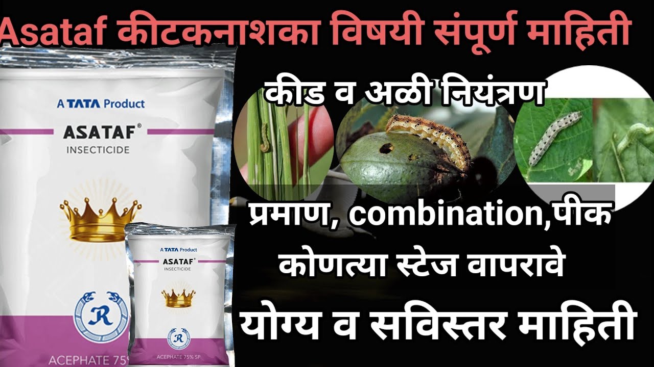 Asataf insecticide|asataf कीटकनाशक माहिती|asataf योग्य व सविस्तर माहिती ...