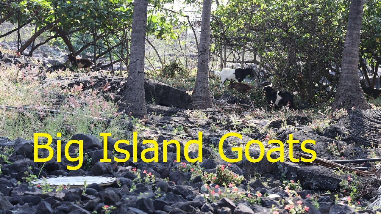 Hawaii Big Island Goats Video - YouTube