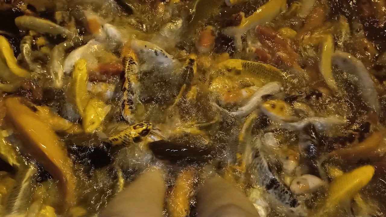 Fish Spa Isdaan floating Restaurant - YouTube