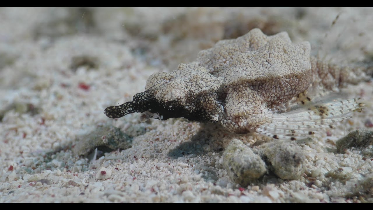 Dragon seamoth - A closer look - YouTube