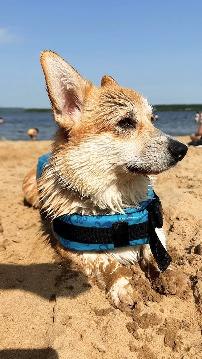 Это я на пляже летом в Таганроге🐶🌊 #корги #corgi #corgicrew @Corgi_Maks ...