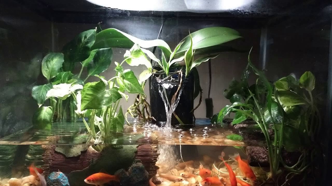 Bullfrog time lapse tank set up - YouTube