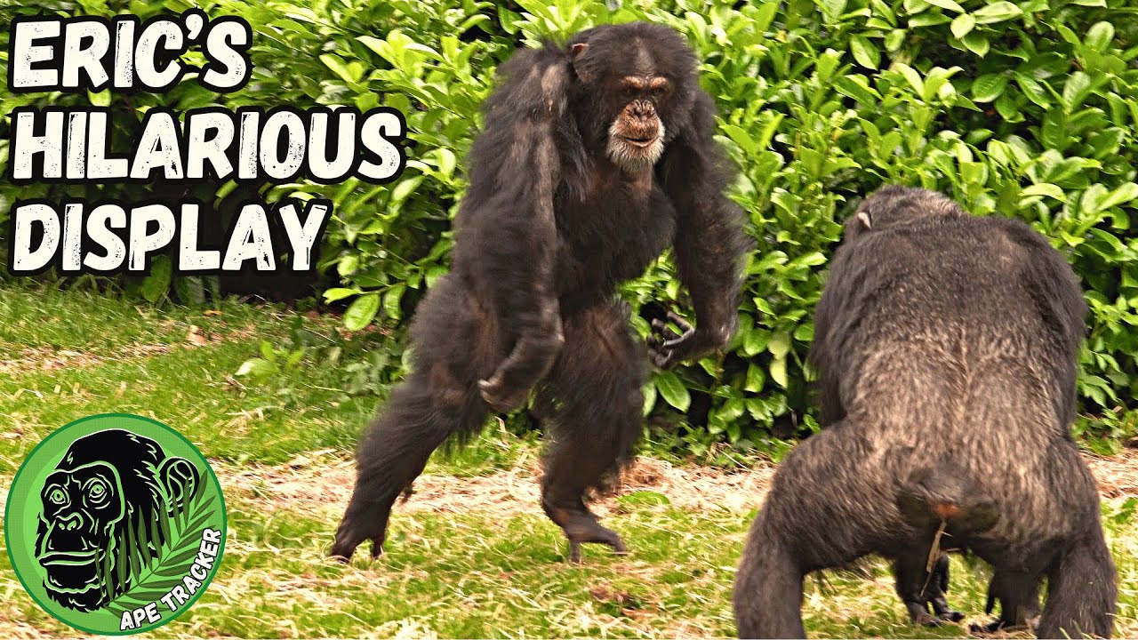 Incredible Dancing Chimp Amazes Viewers! Dancing Monkey - YouTube