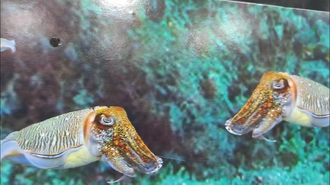 Todo lo que necesitas para la pesca del choco y calamar Eging, tienda de pesca en Galicia - YouTube