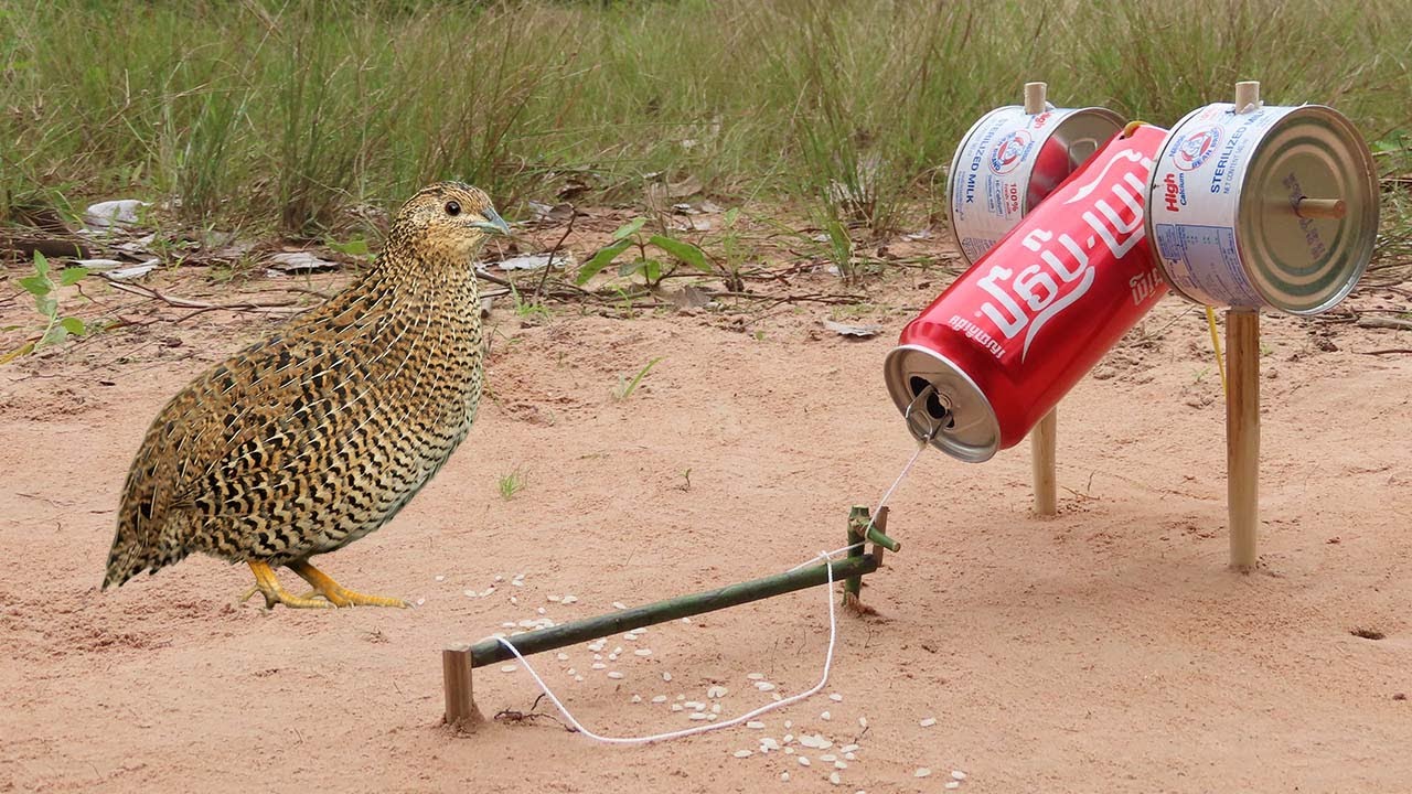 Creative Unique Method DIY Quail Trap Using Milk Cans And Coca-Cola ...